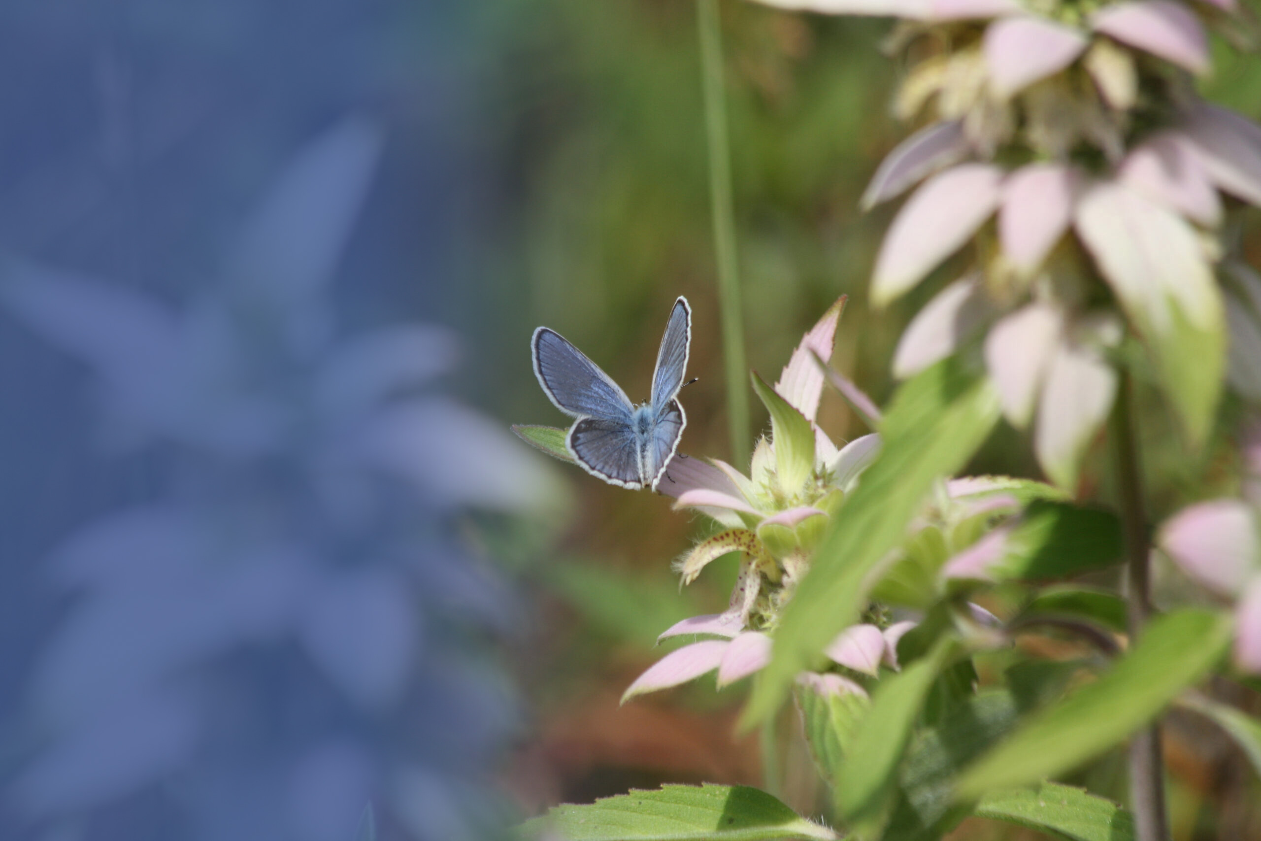Homepage - Wildflower Association of Michigan